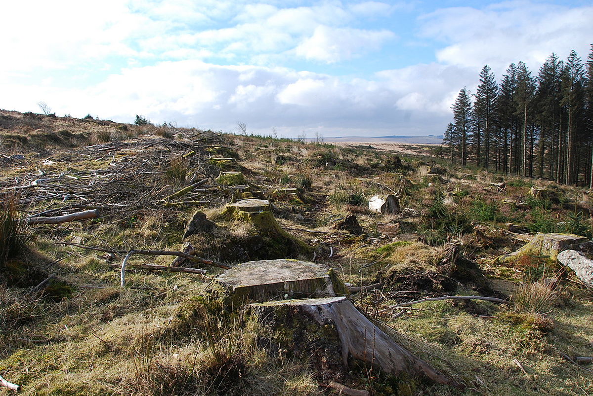 To tackle climate change, we need to reforest the UK - Left Foot ...