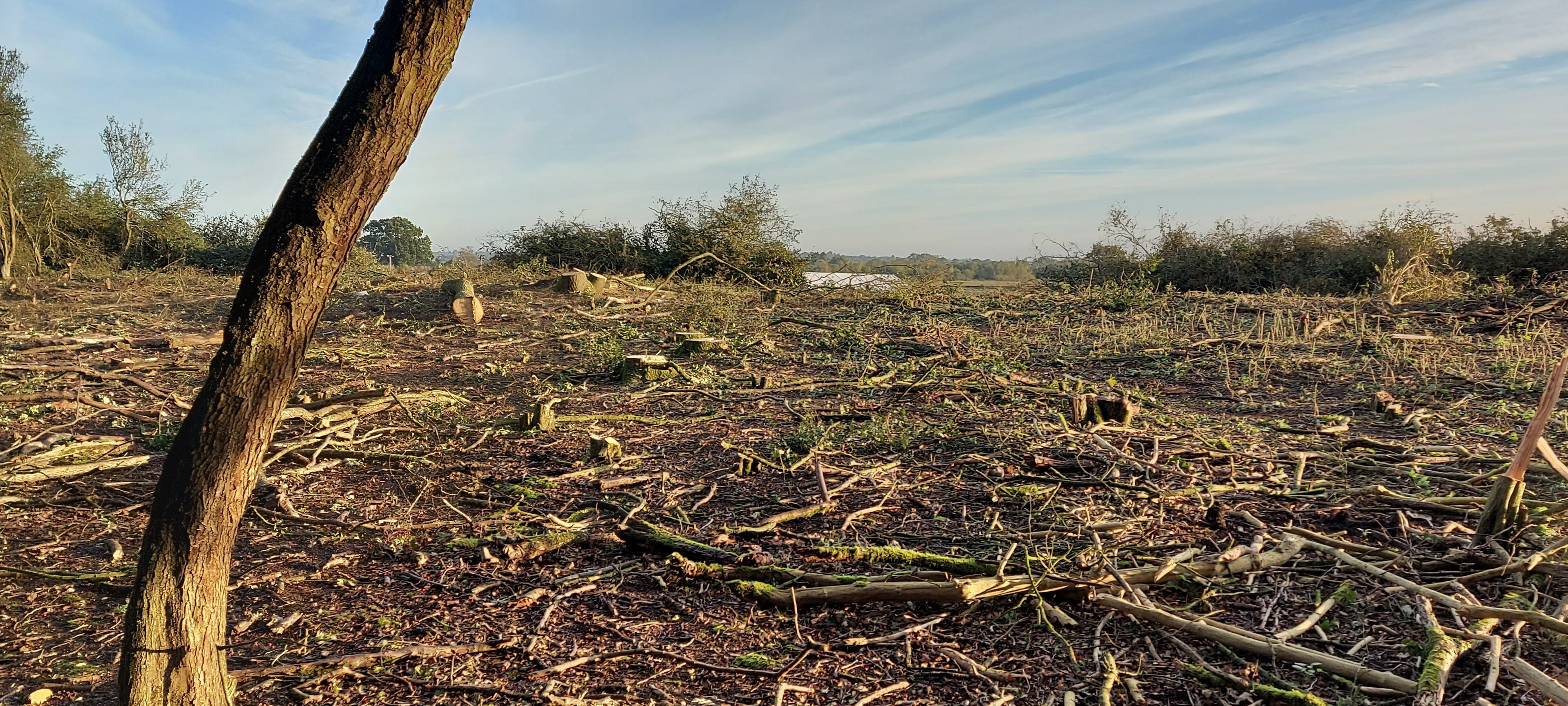 Ancient woodland is being 'obliterated' by HS2, activists warn ahead of ...