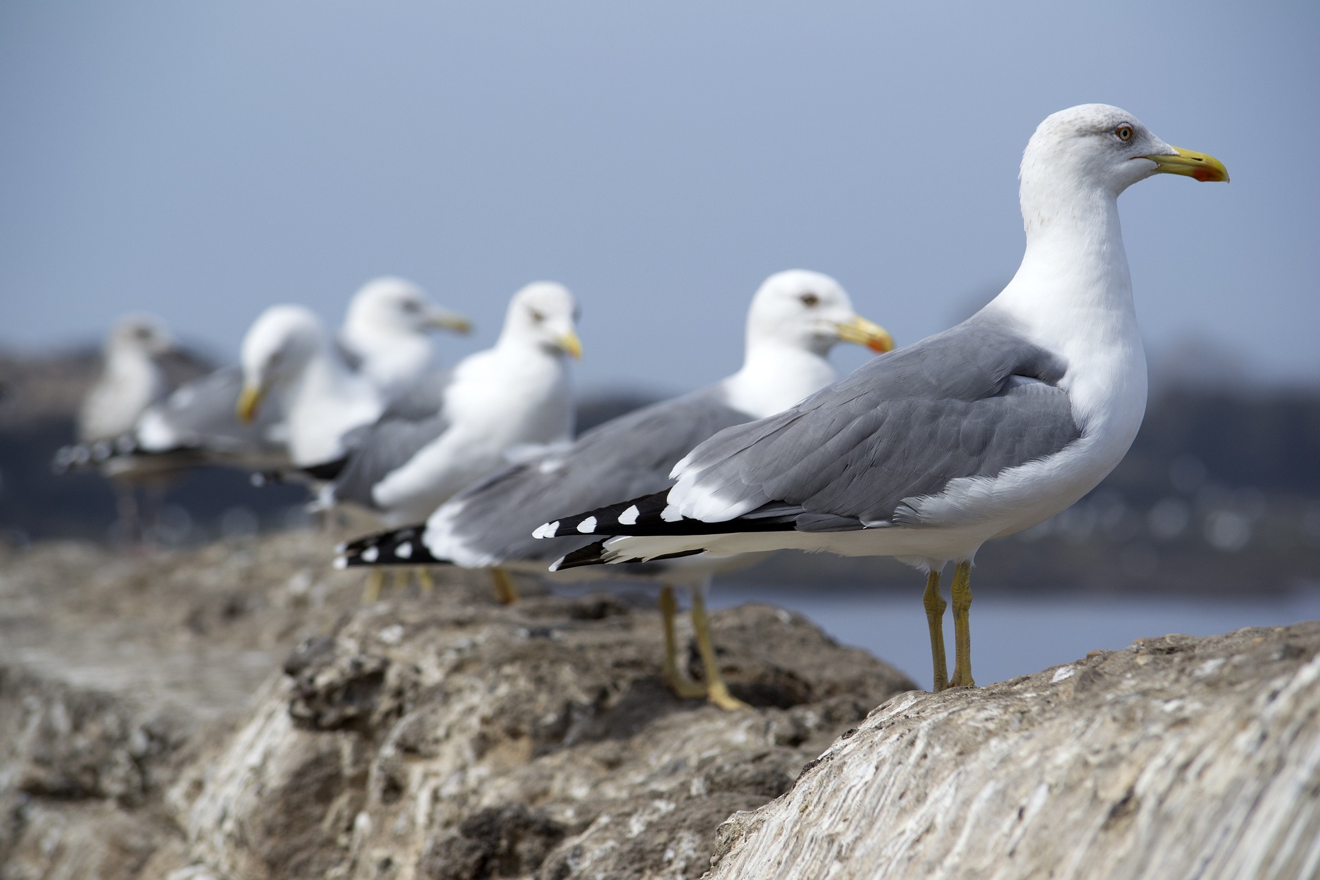 Water company mocked for blaming seagull poo for heavily polluted beach ...